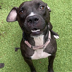 CHICHESTER, NH - Mixed Breed (Medium)/Mixed Breed (Medium). Meet Gia ...