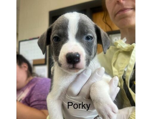 Jacksboro, TN - Mixed Breed (Small)/Mixed Breed (Small). Meet Porky a ...