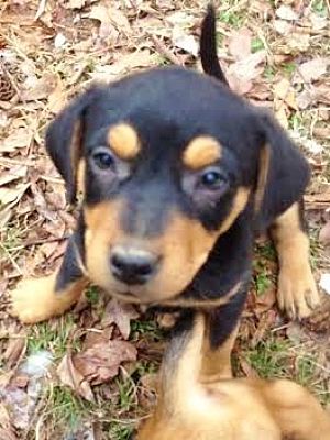 Bonney Lake, WA - Blue Heeler/Beagle. Meet Irwin, best heeler beagle ...