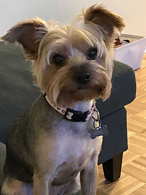 New York City, NY - Yorkie, Yorkshire Terrier. Meet Mimi a Pet for ...