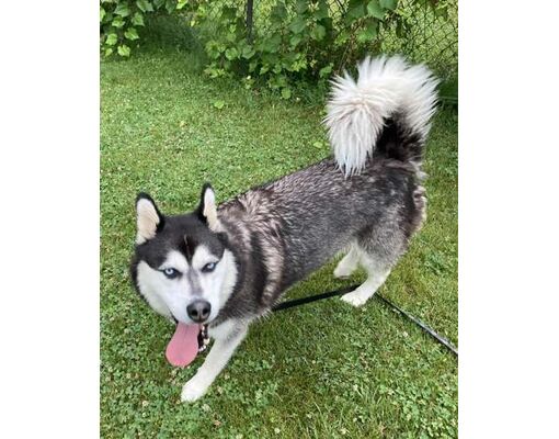 Syracuse, NY - Alaskan Klee Kai/Mixed Breed (Medium). Meet Badger a Pet ...