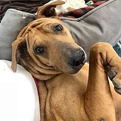 Scottsdale, AZ - Shar Pei/Rhodesian Ridgeback. Meet Honey2 a Pet for ...