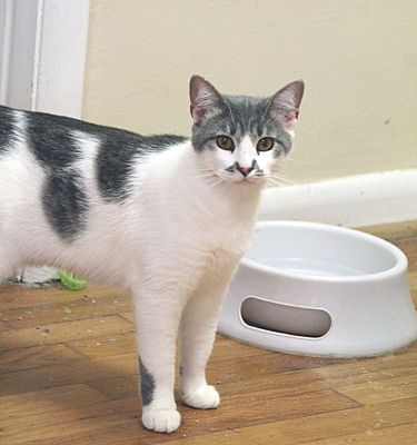 Milford, CT - Domestic Shorthair. Meet Stache a Pet for Adoption ...