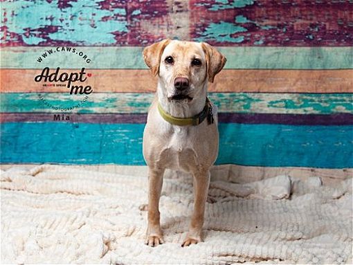 Salt Lake City, UT - Labrador Retriever. Meet Mia a Pet for Adoption ...