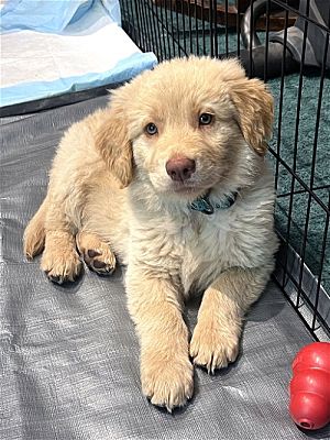 Lake Saint Louis, MO - Mixed Breed (Large). Meet Stirling a Pet for ...