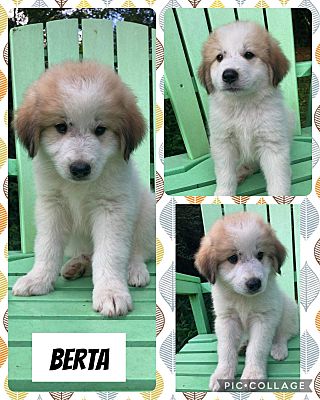 Ringwood, NJ - Great Pyrenees/Mixed Breed (Large). Meet Berta a Pet for ...