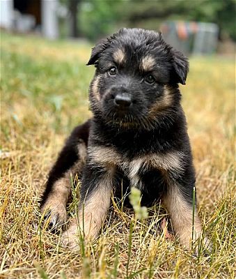 Princeton, MN - Newfoundland/German Shepherd Dog. Meet Aspen a Pet for ...