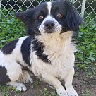 Papillon Puppies - Papillon Rescue and Adoption Near You