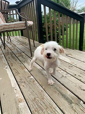 Muskego, WI - Maltese/Rat Terrier. Meet Winston the Maltese Mix Puppy a ...