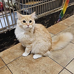 HEMET, CA - Maine Coon. Meet SERGEANT DONOVAN ROCKER a Pet for Adoption ...