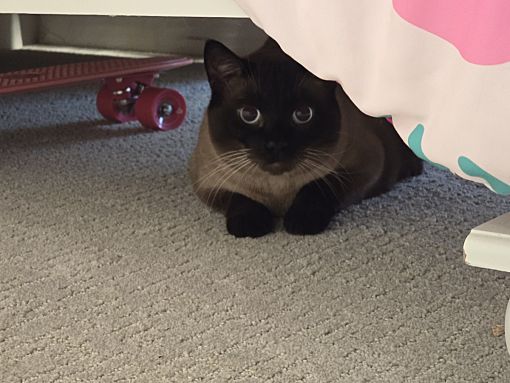 Fargo, ND - Siamese. Meet Ollie a Pet for Adoption - AdoptaPet.com