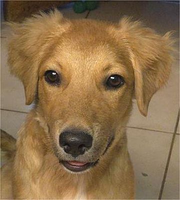 Edgar, WI - Golden Retriever/Labrador Retriever. Meet Linus a Pet for ...