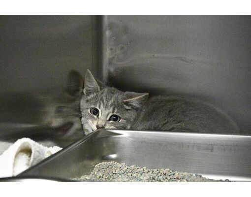 Decatur, IL - Domestic Shorthair. Meet ASTEROID DESTROYER a Pet for ...