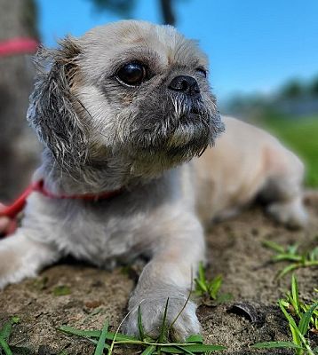 St. Louis, MO - Shih Tzu. Meet Lou a Pet for Adoption - AdoptaPet.com