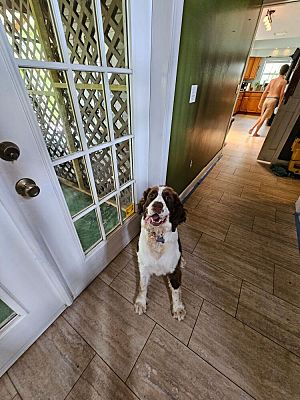 Tampa, FL - English Springer Spaniel. Meet Winston a Pet for Adoption ...