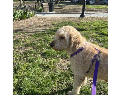 West Chester, PA - Poodle (Standard). Meet Sharon a Pet for Adoption ...