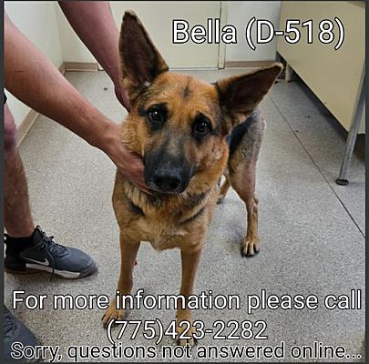 Fallon, NV - German Shepherd Dog. Meet Bella a Pet for Adoption ...