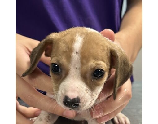 San Antonio, TX - Terrier (Unknown Type, Medium)/Mixed Breed (Medium ...