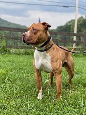 Benton, PA - American Staffordshire Terrier/Labrador Retriever. Meet ...