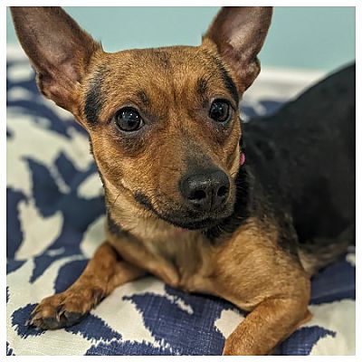 Eustis, FL - Chiweenie. Meet Nena a Pet for Adoption - AdoptaPet.com