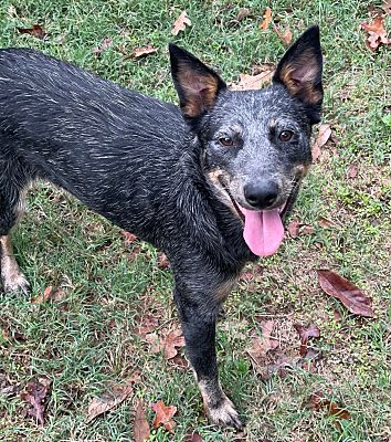 Tool, TX - Australian Cattle Dog/Mixed Breed (Medium). Meet Mouse a Pet ...