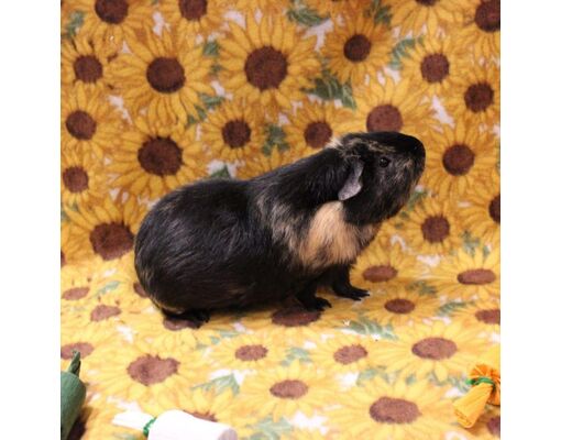 Phoenix, AZ - Guinea Pig. Meet Elena a Pet for Adoption - AdoptaPet.com