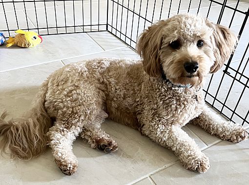 Austin, TX - Goldendoodle/Goldendoodle. Meet Pluto a Pet for Adoption ...