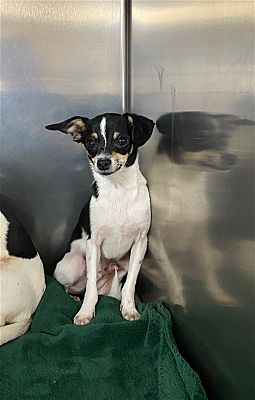Albemarle, NC - Chihuahua. Meet Rex a Pet for Adoption - AdoptaPet.com