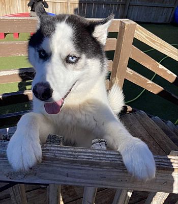 Suwanee, GA - Husky/Husky. Meet Oreo a Pet for Adoption - AdoptaPet.com