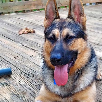 Portland, ME - German Shepherd Dog. Meet ZUKO a Pet for Adoption ...