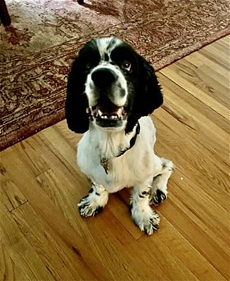 Flushing, NY - Cocker Spaniel. Meet Bossie a Pet for Adoption ...
