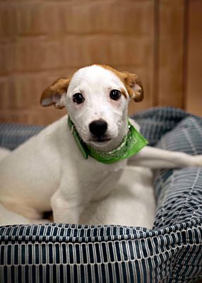 West Richland, WA - Jack Russell Terrier. Meet Sarama a Pet for ...