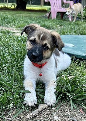 Milton, DE - Australian Cattle Dog. Meet Professor Plum a Pet for ...