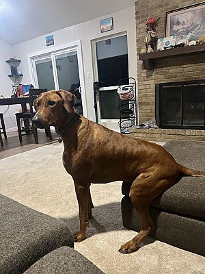 San Antonio, TX - Rhodesian Ridgeback/Doberman Pinscher. Meet Mocha a ...