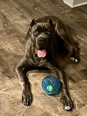 North Augusta, SC - Cane Corso. Meet Diesel a Pet for Adoption ...