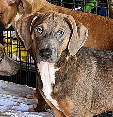 Southbury, CT - Boxer/Weimaraner. Meet Buttercup ~ meet me! a Pet for ...