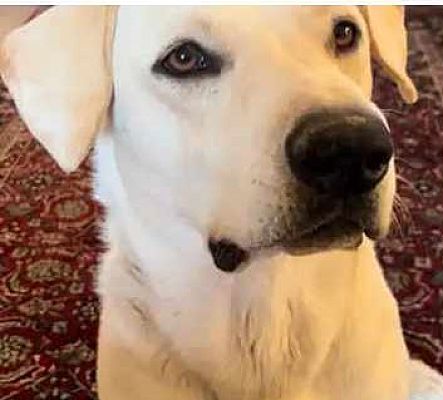 Cincinnati, OH - Labrador Retriever. Meet PolarBear a Pet for Adoption ...