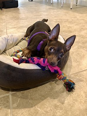 Orlando, FL - Miniature Pinscher. Meet Charlotte a Pet for Adoption ...