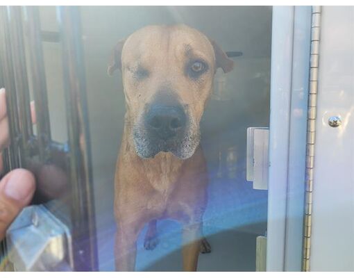 Houston, TX - Rhodesian Ridgeback/Shar Pei. Meet MAX a Pet for Adoption ...