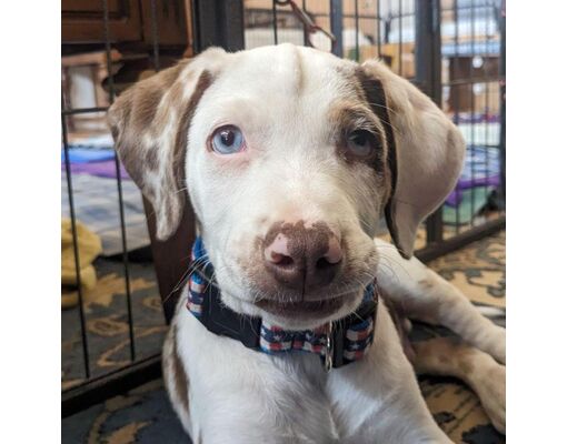 Kanab, UT - Catahoula Leopard Dog/Mixed Breed (Medium). Meet Sinatra a ...