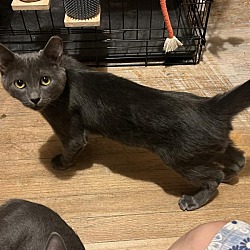 Sunnyvale, CA - Russian Blue. Meet Snookums a Pet for Adoption ...