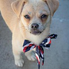 Pug Puppies - Pug Rescue and Adoption Near You