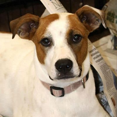 Rochester, NY - Jack Russell Terrier/Labrador Retriever. Meet Apollo TM ...