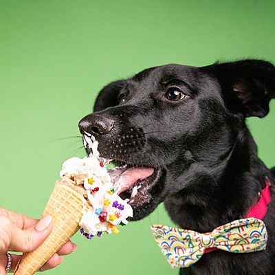 cypress, TX - German Shepherd Dog. Meet Memphis a Pet for Adoption ...