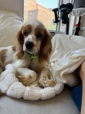 New York, NY - Cocker Spaniel. Meet Quiche Lorraine a Pet for Adoption ...