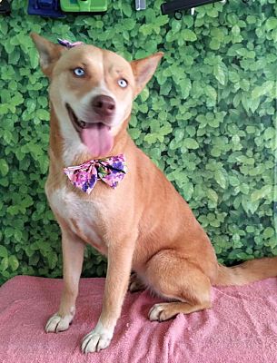 Boulder, CO - Australian Kelpie/Siberian Husky. Meet Vela a Pet for ...