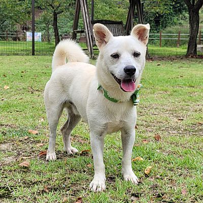 Toronto, ON - Corgi/Jindo. Meet Joy(local) a Pet for Adoption ...