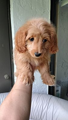 Weston, FL - Goldendoodle/Dachshund. Meet Canela a Pet for Adoption ...