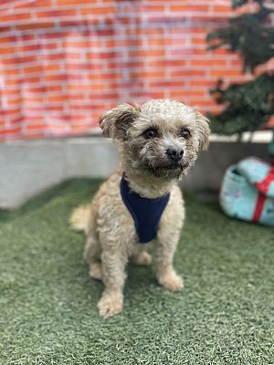 Carlsbad, CA - Shih Poo/Terrier (Unknown Type, Small). Meet Chaplin a ...