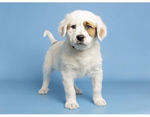 Phoenix, AZ - Texas Heeler/Labrador Retriever. Meet RAY a Pet for ...